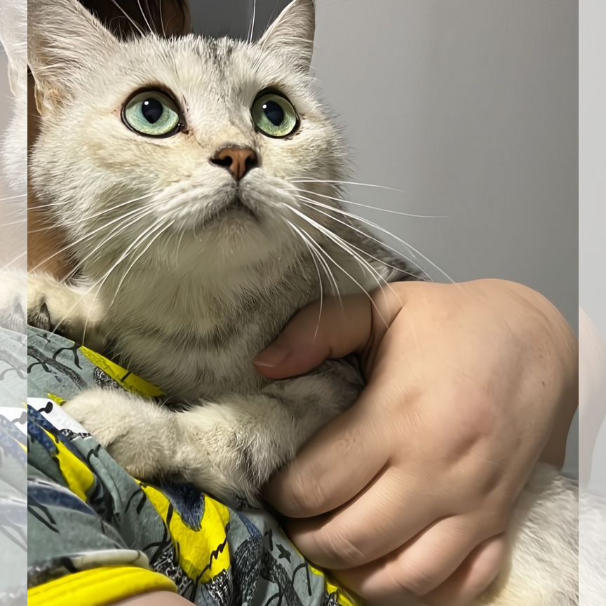 Кошка котята в добрые руки