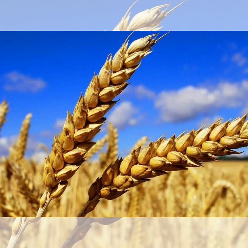 Пшеница