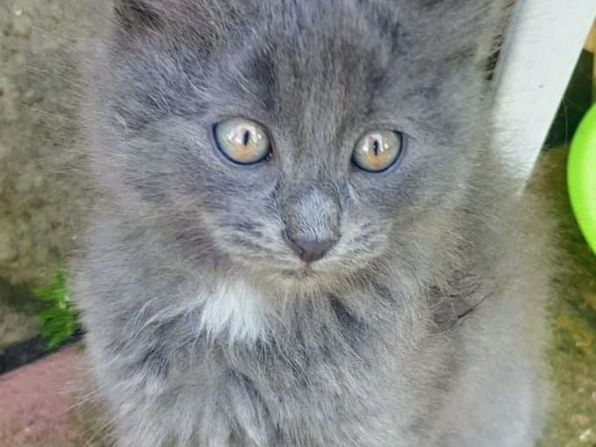 Котята русская голубая