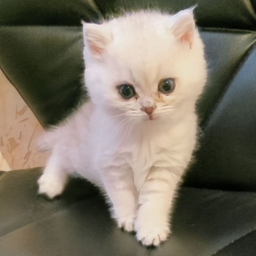 Британский короткошёрстный котёнок