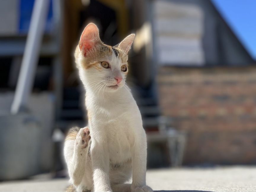 Трехцветные котята в добрые руки