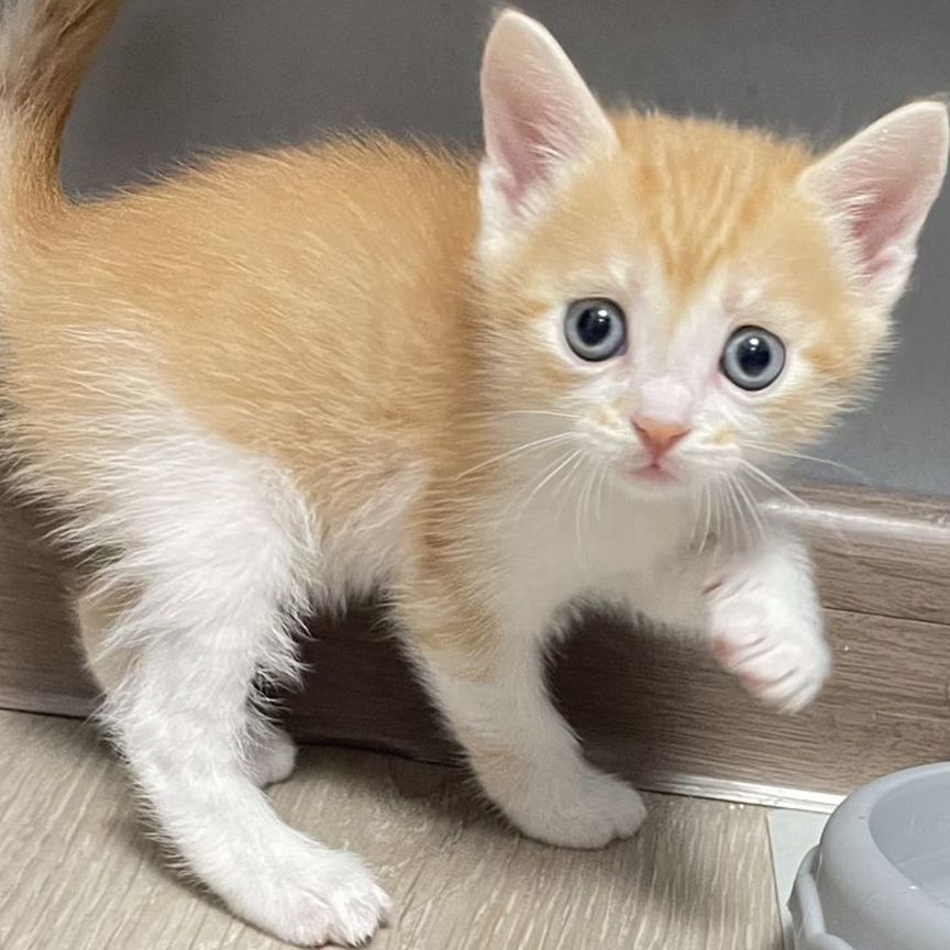 Котёнок в добрые руки