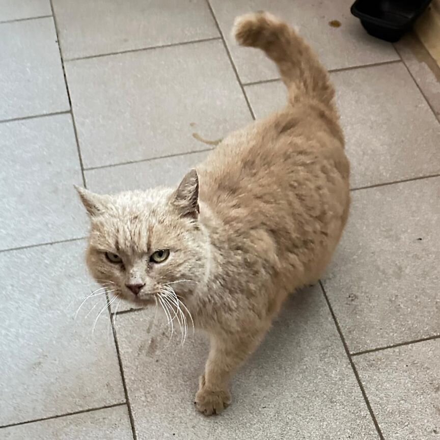 Нашли кота или кошечку