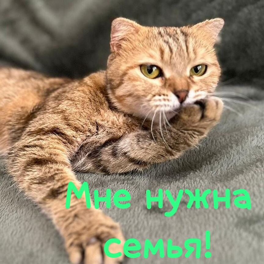 Кейси, 1.5 г, стерилиз. метиска вислоухой шотландс