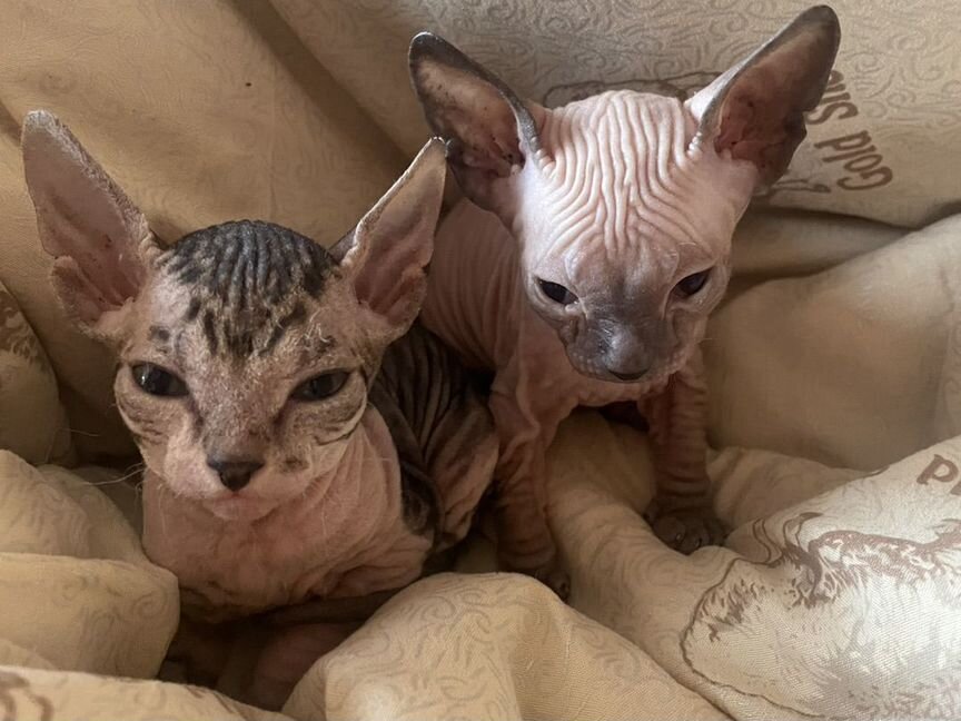 Котята сфинкс