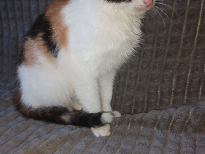 Катëнок Отдам в добрые руки