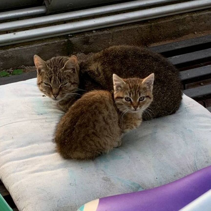 Отдам кошку в добрые руки