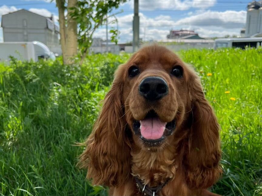 Для случки кобель Английский кокер спаниель