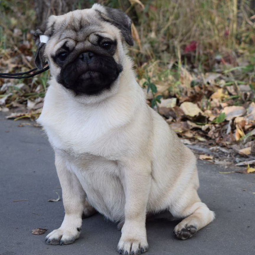 Щенки мопса