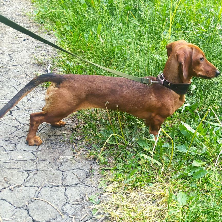 Карликовая такса, щенок