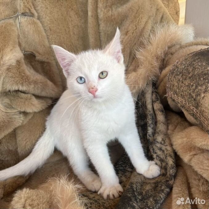 Котенок с разноцветными глазами