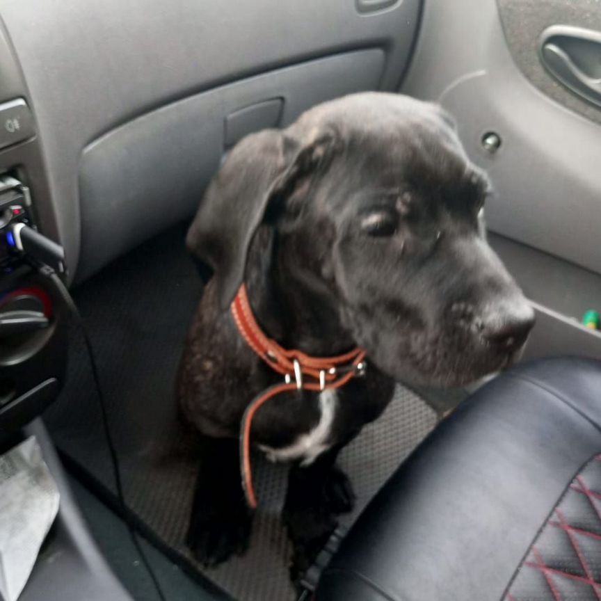 Пёс кане корсо