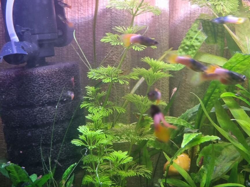 Гуппи Пинг-пу