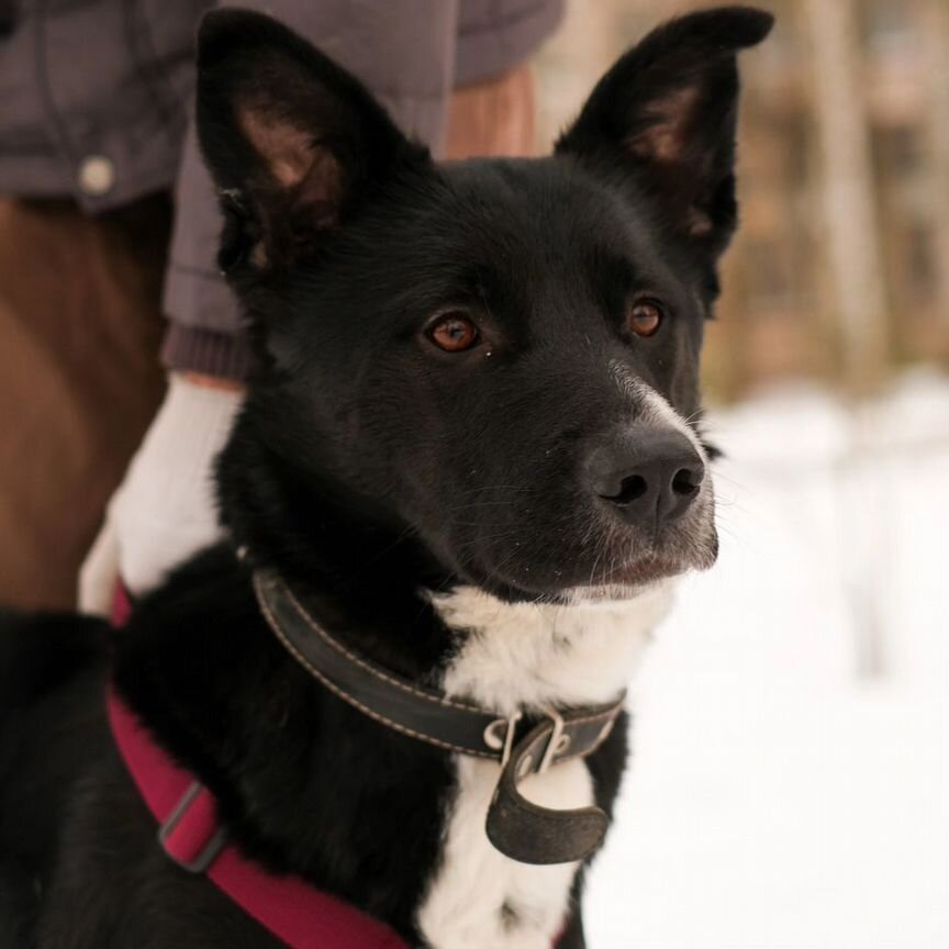 Спокойная Мэри / собаки из приюта