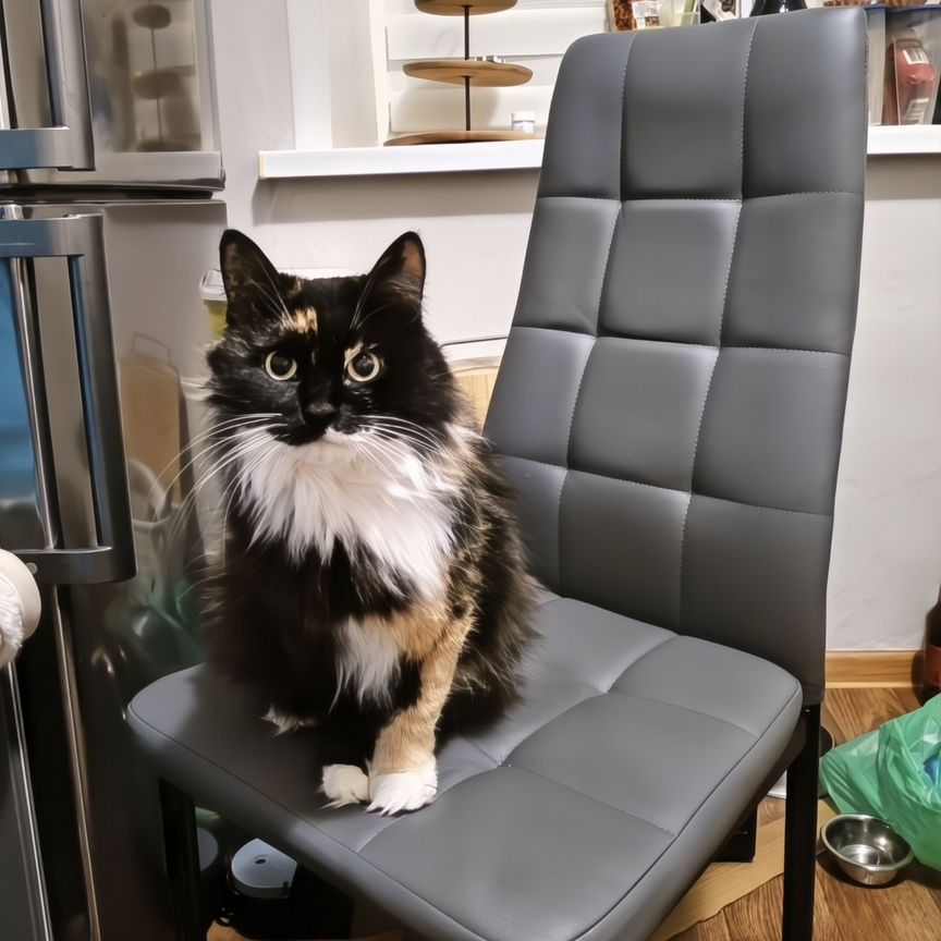 Взрослая, Девочка кошка в добрые руки