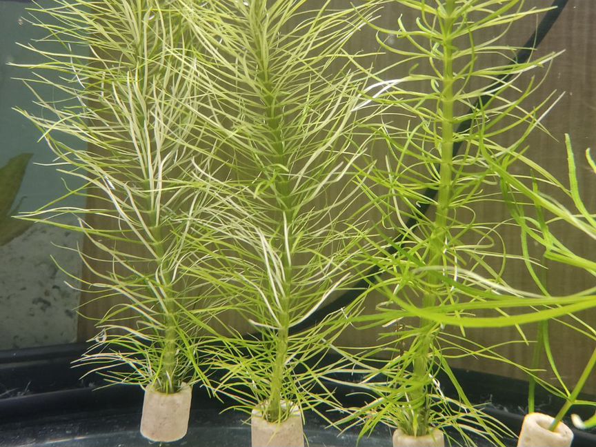 Погостемон эректус