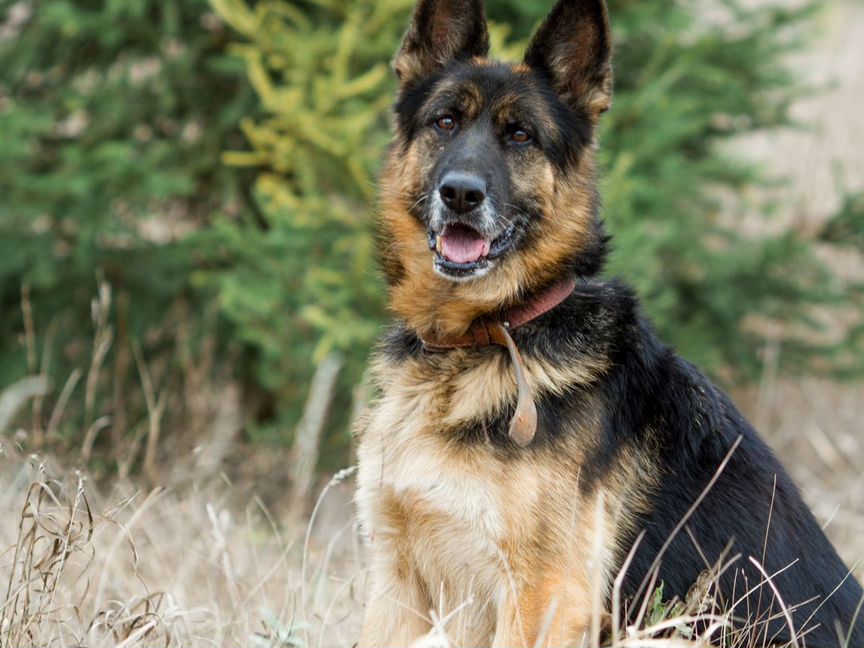 Немецкая овчарка