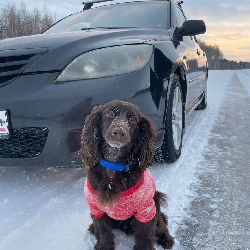 Флисовая кофта для собак