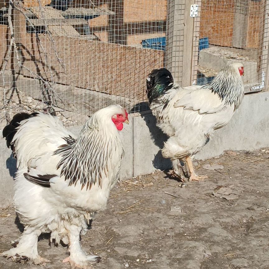 Петух брама колумбийский