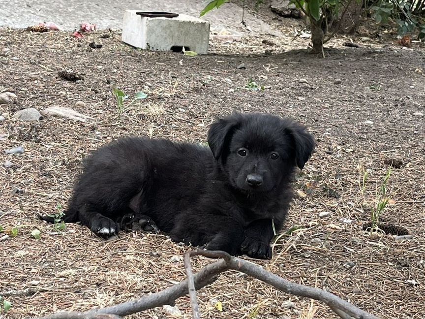 Собака в добрые руки отдам бесплатно