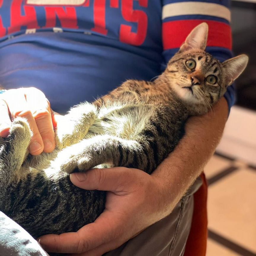 Котёнок в добрые руки бесплатно