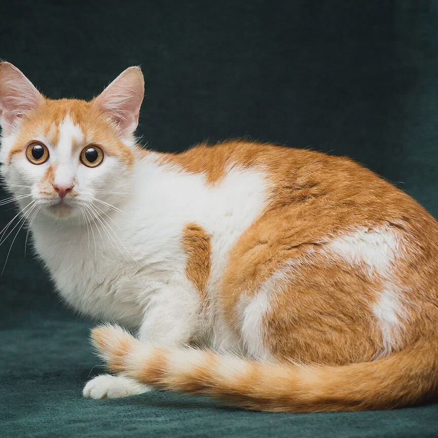 Рыжая красавица котенок в добрые руки