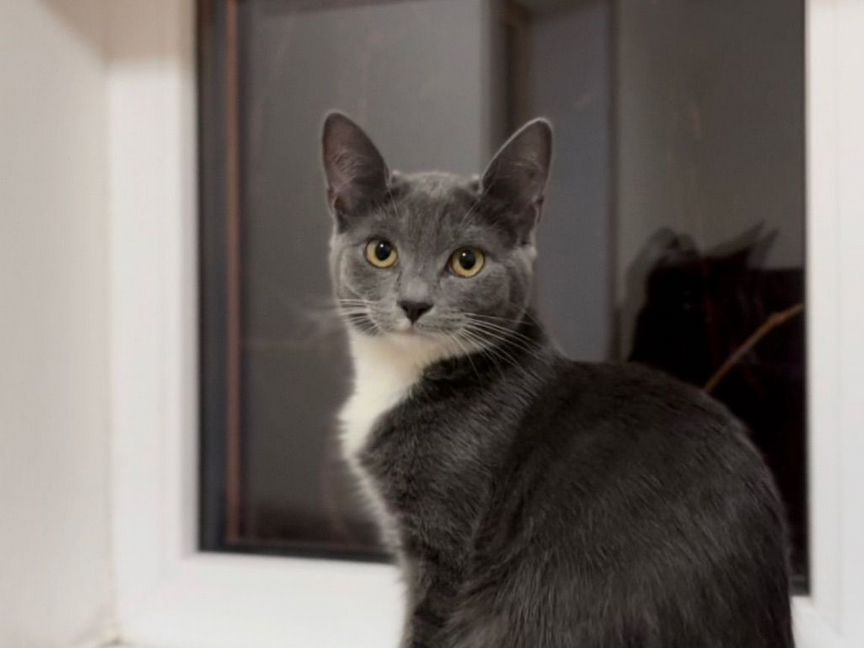 Русская голубая