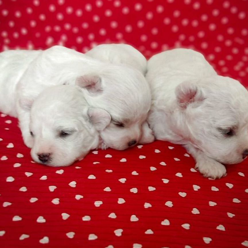 Бишон фризе, щенок