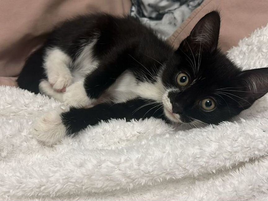 Кошка