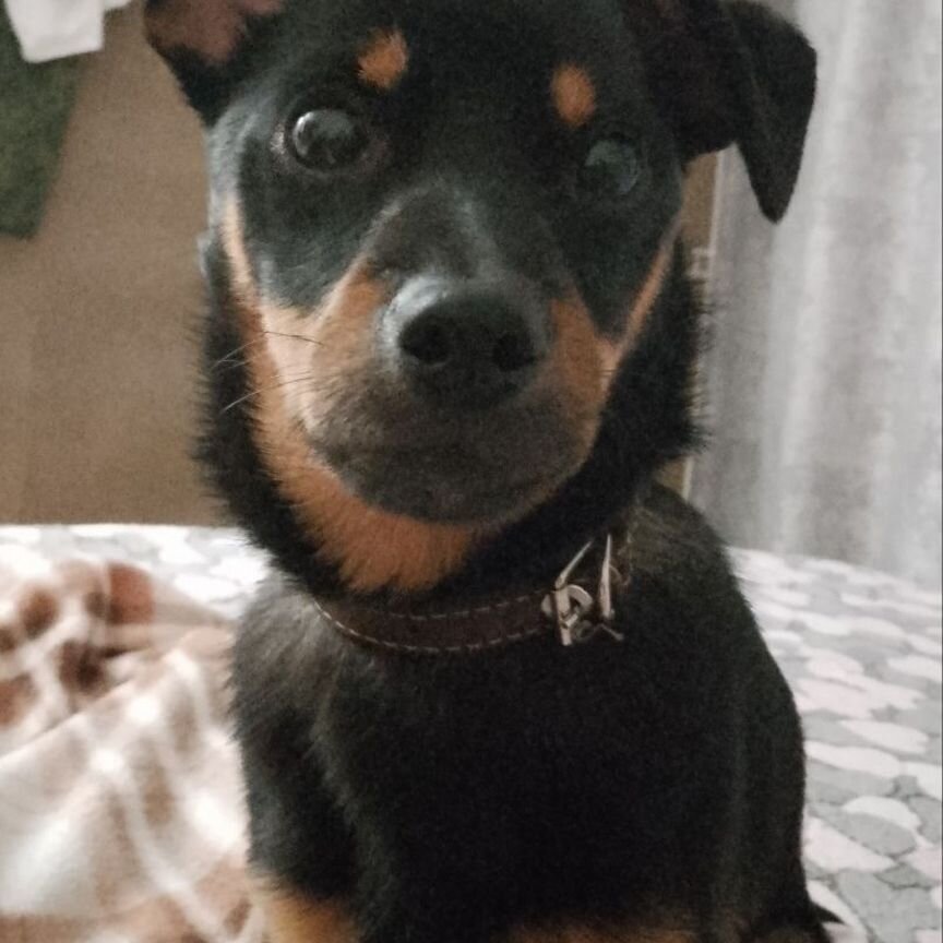 Ланкаширский хилер, зовут Грей