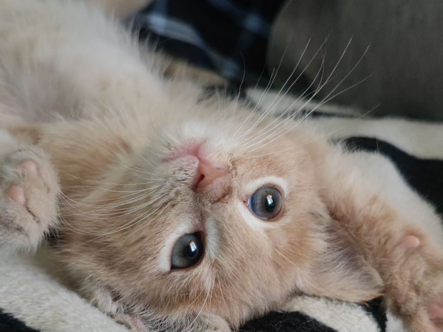 Котенок в добрые руки