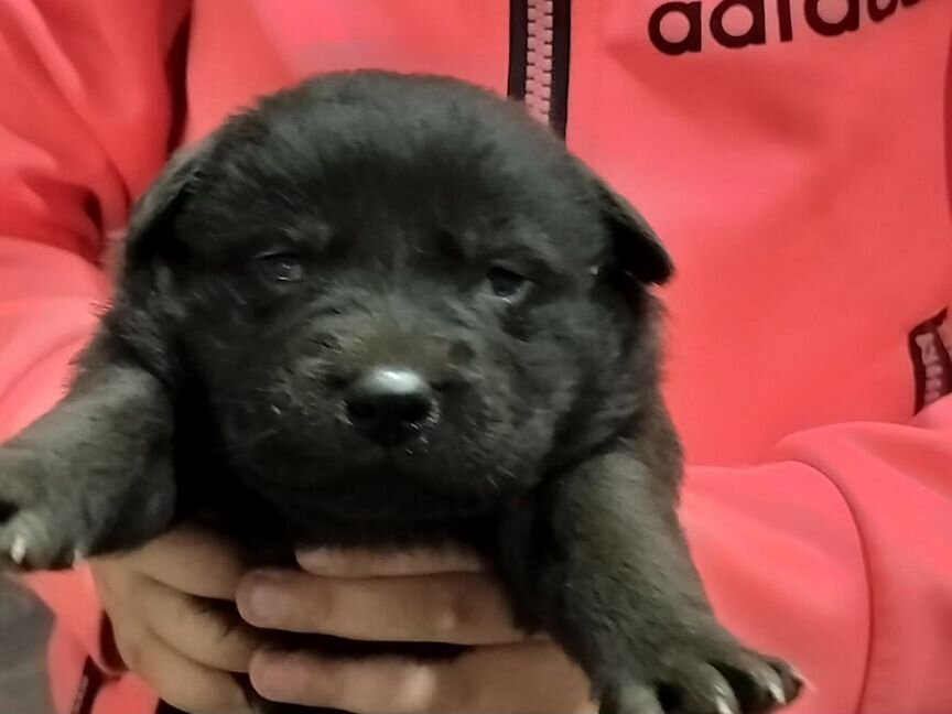 Собаки бесплатно в добрые руки