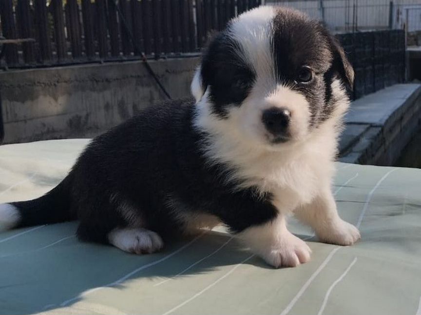 Кардиганчики щенки