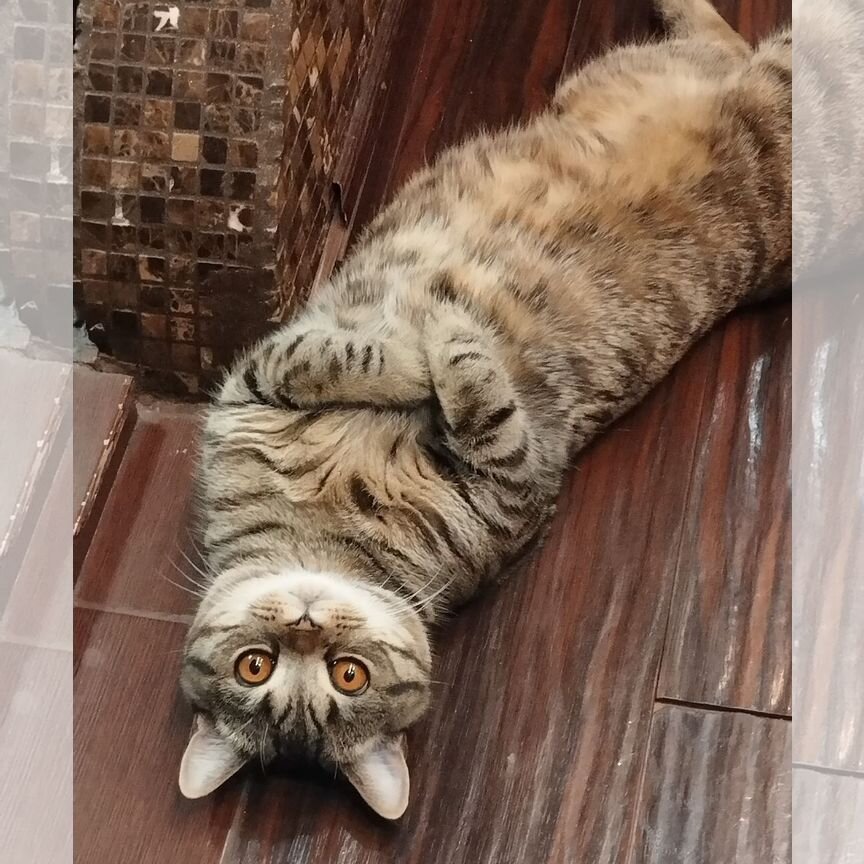 Британский короткошёрстный кот, взрослый