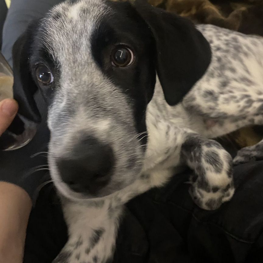 Русский охотничий спаниель, щенок