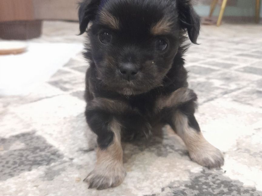 Щенки чихуахуа