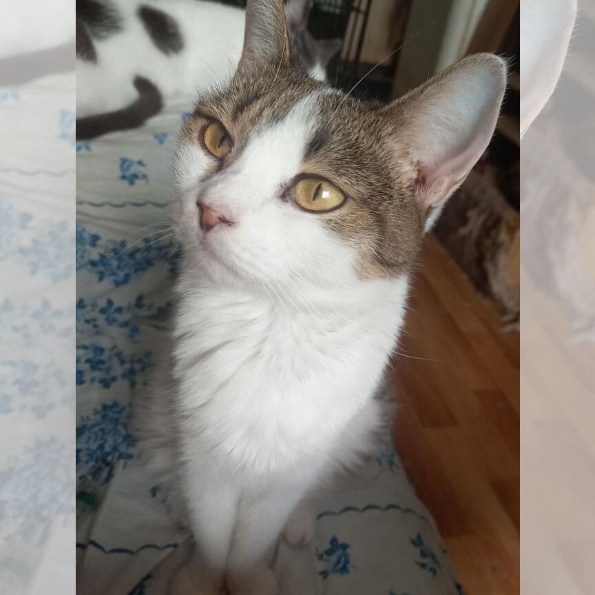 Ласковая кошечка Алиса