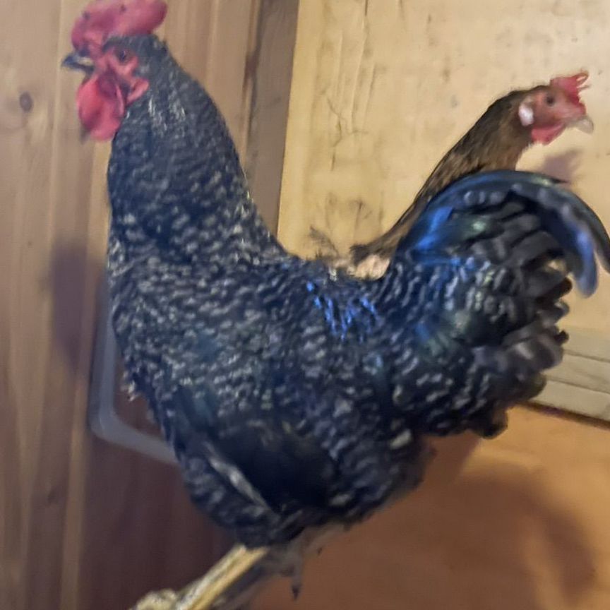 Петух 8 месяцев