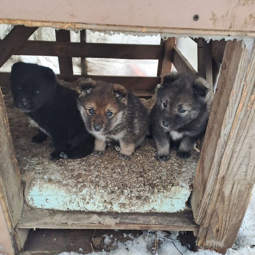 Отдам в добрые руки щенят