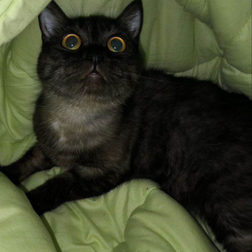 Шотландская прямоухая короткошёрстная, взрослая кошка