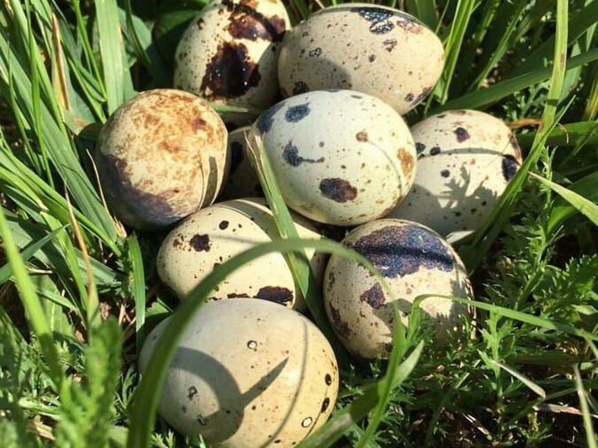 Перепел Фараон (яйца столовые)