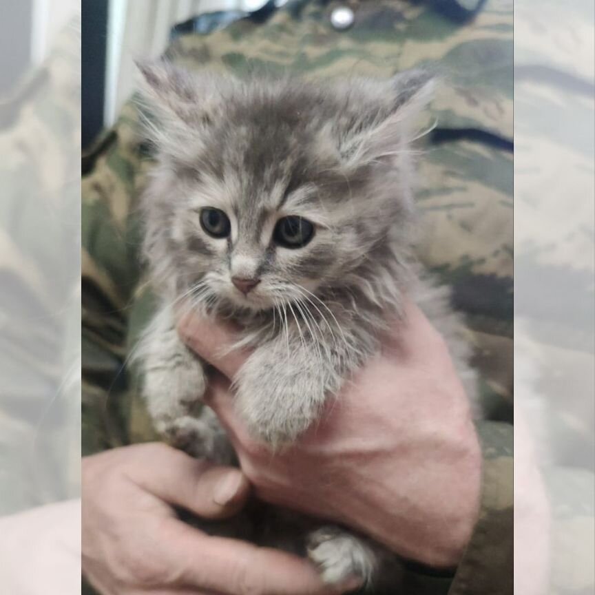 Котёнок в добрые руки