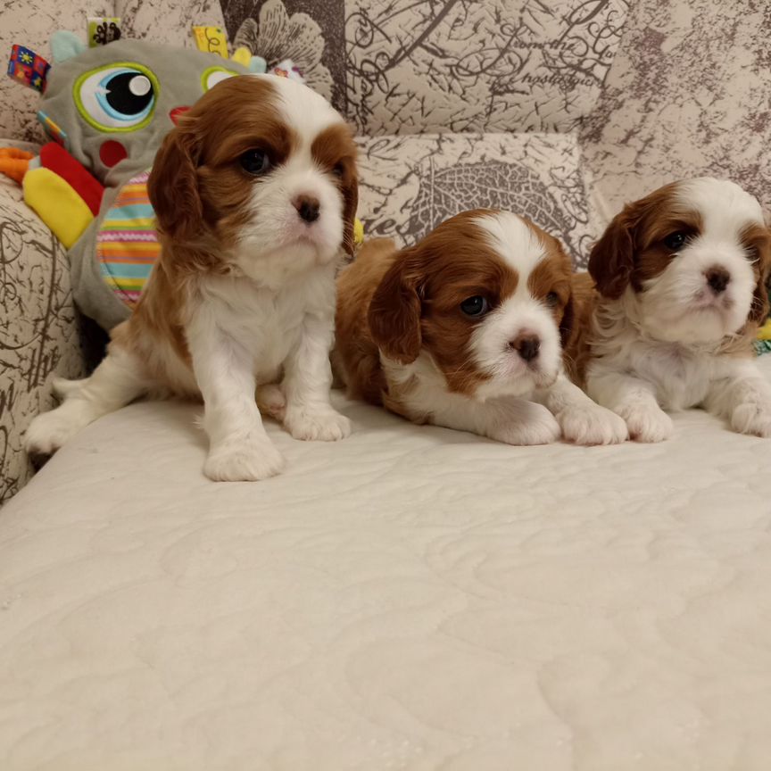 Щеночки Кавалер Кинг Чарльз спаниель