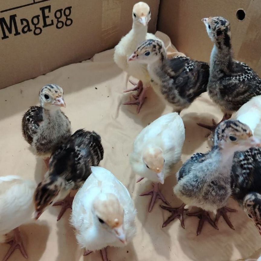 Индюшата подрощенные