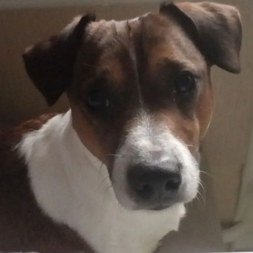 Джек-рассел-терьер, вязка