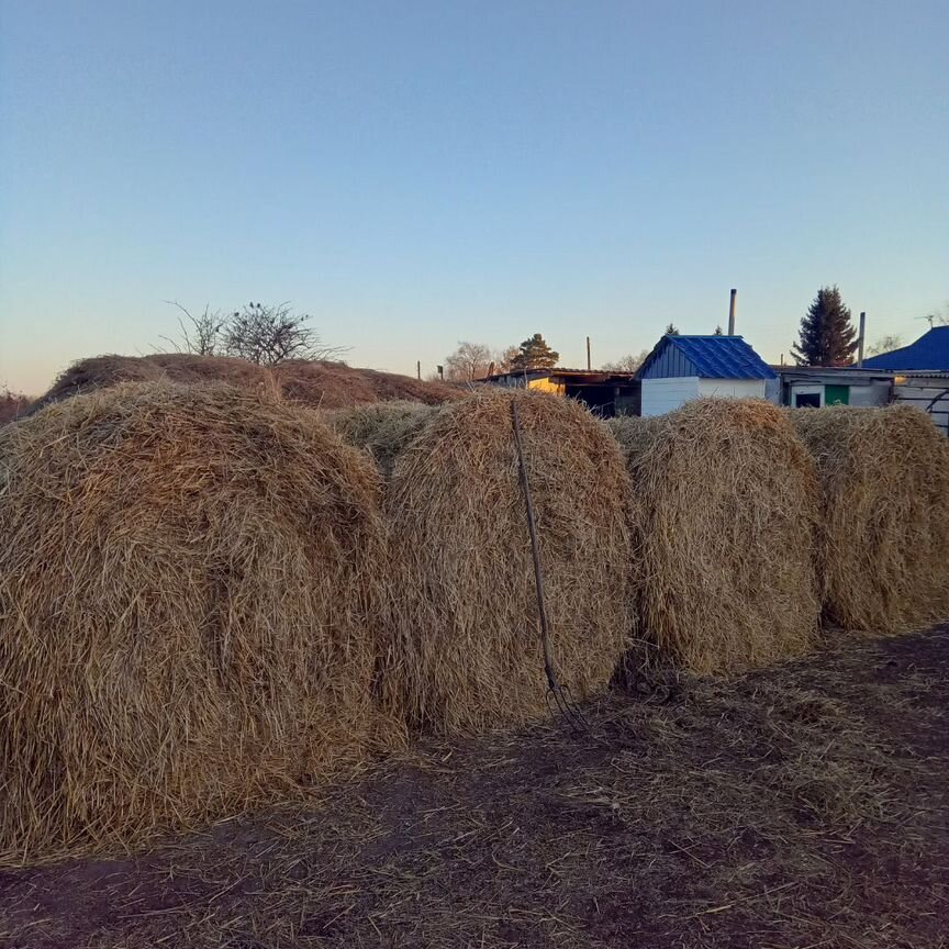 Солома в тюках ячменная