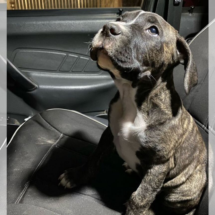 Американский стаффордширский терьер, щенок