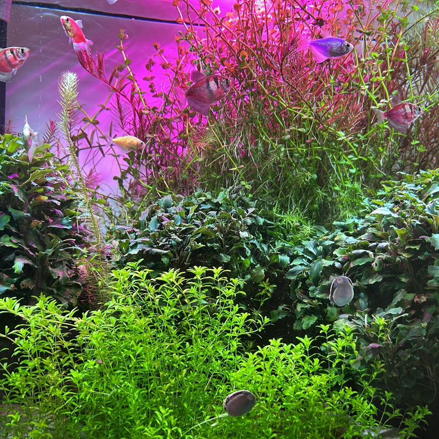 Аквариумные растения