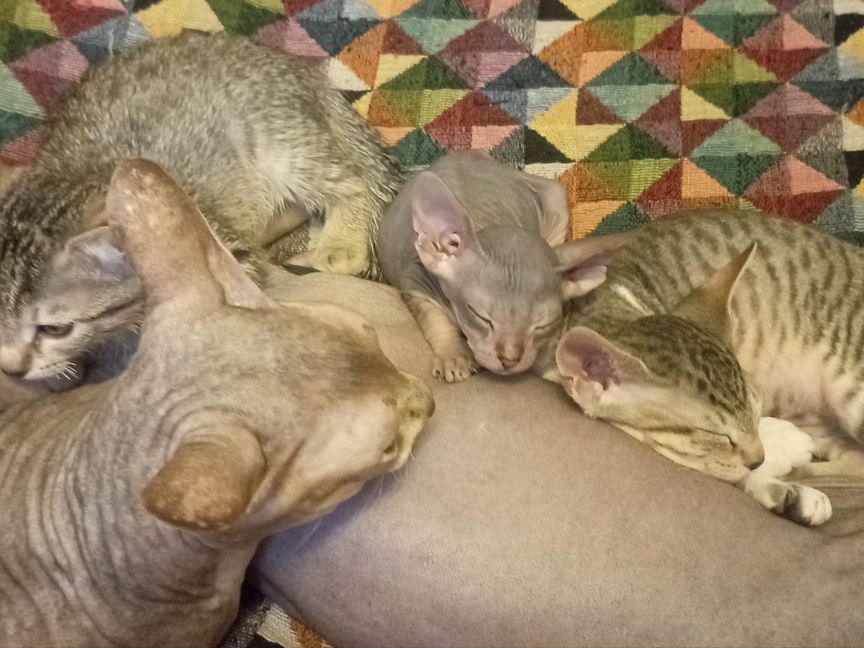 Донской сфинкс котята