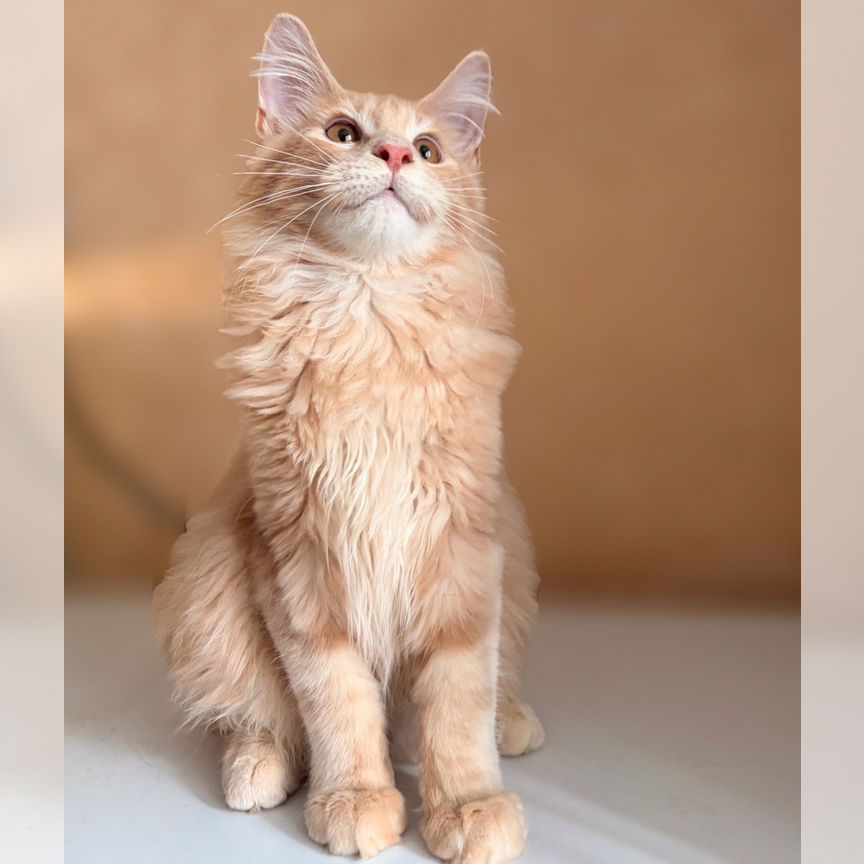 Мейн-кун котёнок